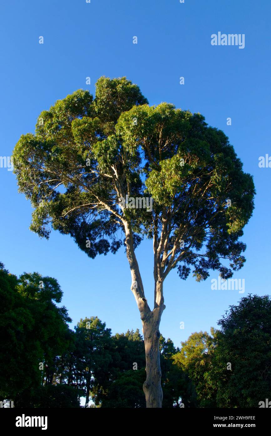 Blue gum eucalyptus tree hi-res stock photography and images - Alamy