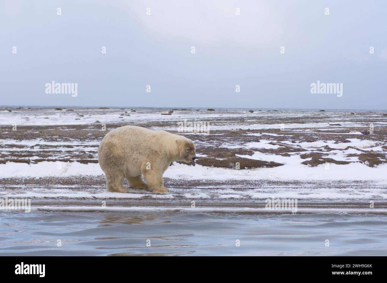 polar bear grizzly bear hybrid , Ursus maritimus, the shape of this ...
