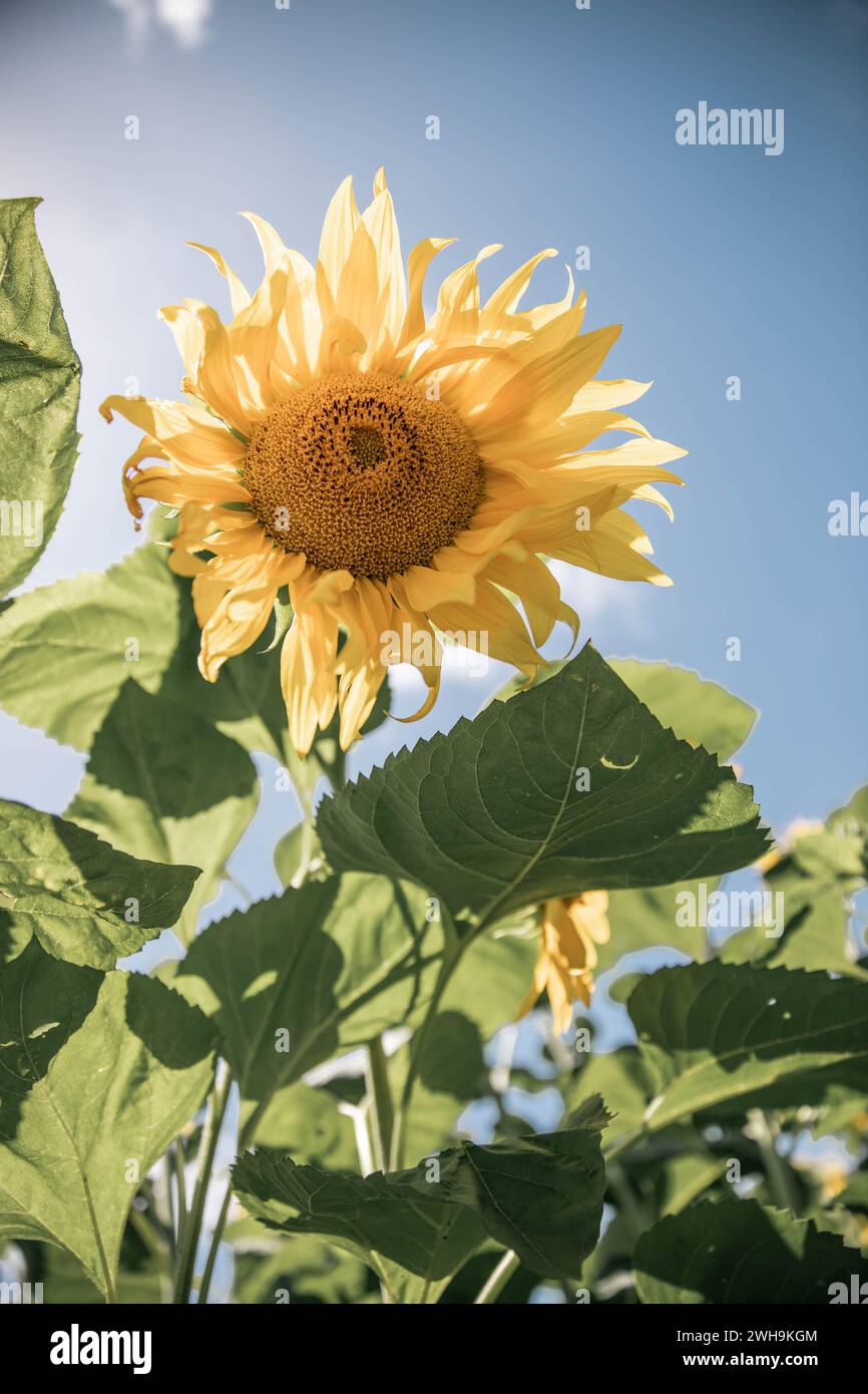 The sun shining through behind a sunflower illuminating the petals like ...