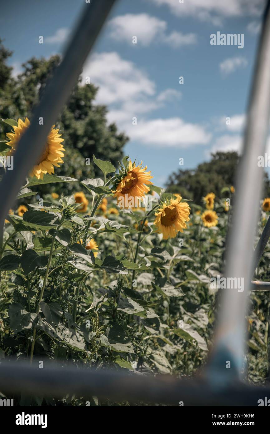 Harvest nature sunflowers growth hi-res stock photography and images ...