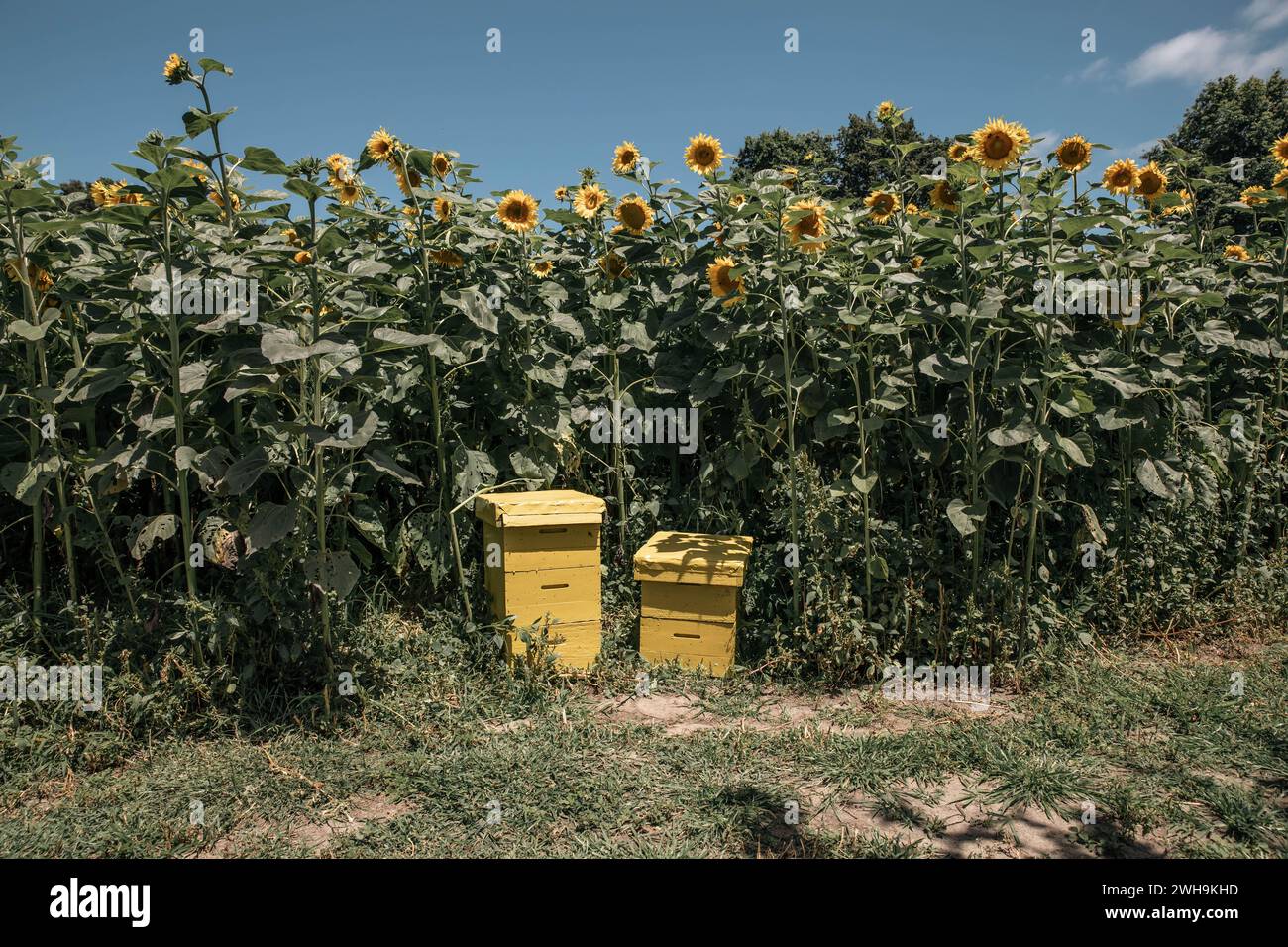 Two yellow man made bee hives in the middle of a sunflower field full ...