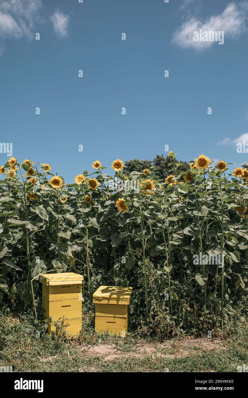 Beehive field hi-res stock photography and images - Alamy