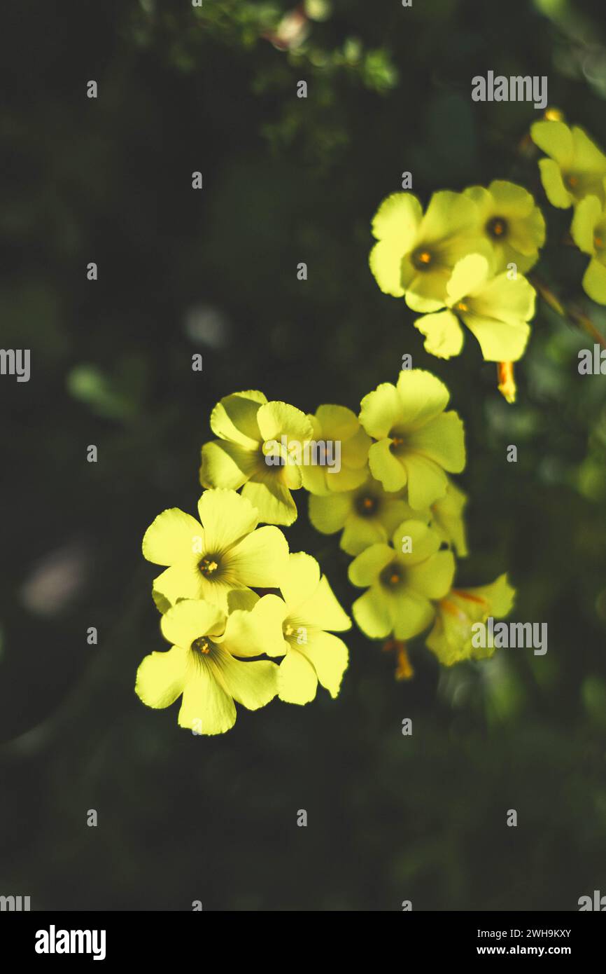 Yellow wild flowers from Oxalis Stricta weed also known as Yellow ...