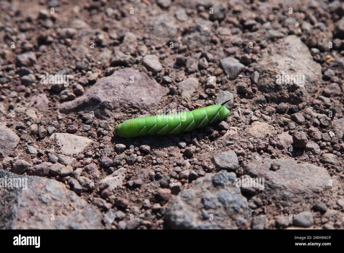 Sphinx drupiferarum hi-res stock photography and images - Alamy