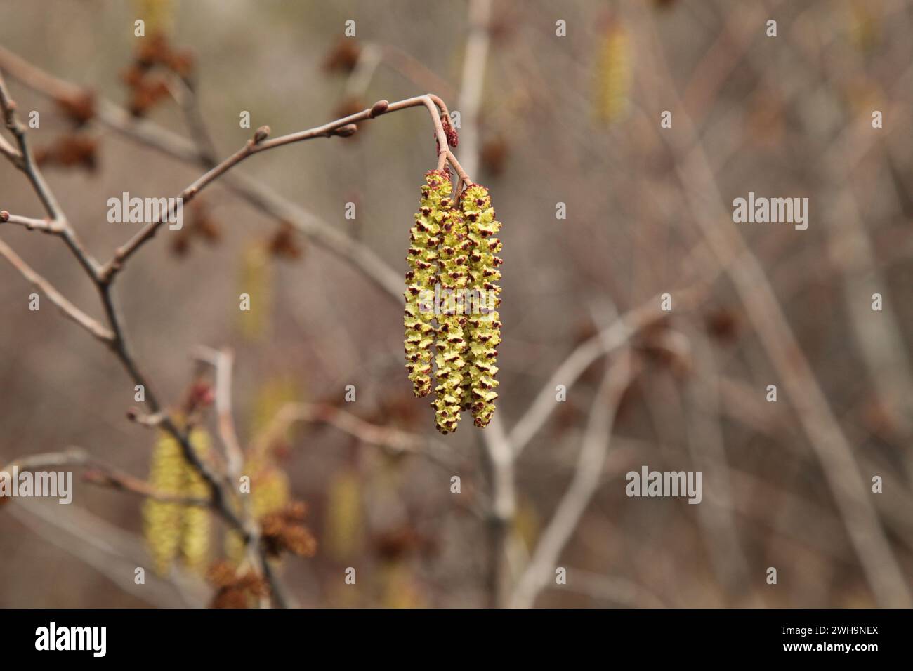 Alder (Alnus) flower catkins in Beartooth Mountains, Montana Stock ...