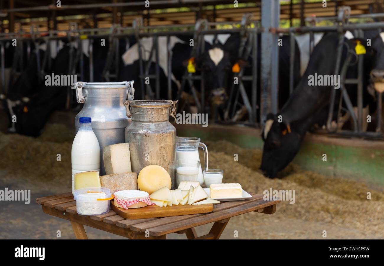 Dairy farm - table with dairy products in background of cows in stall ...