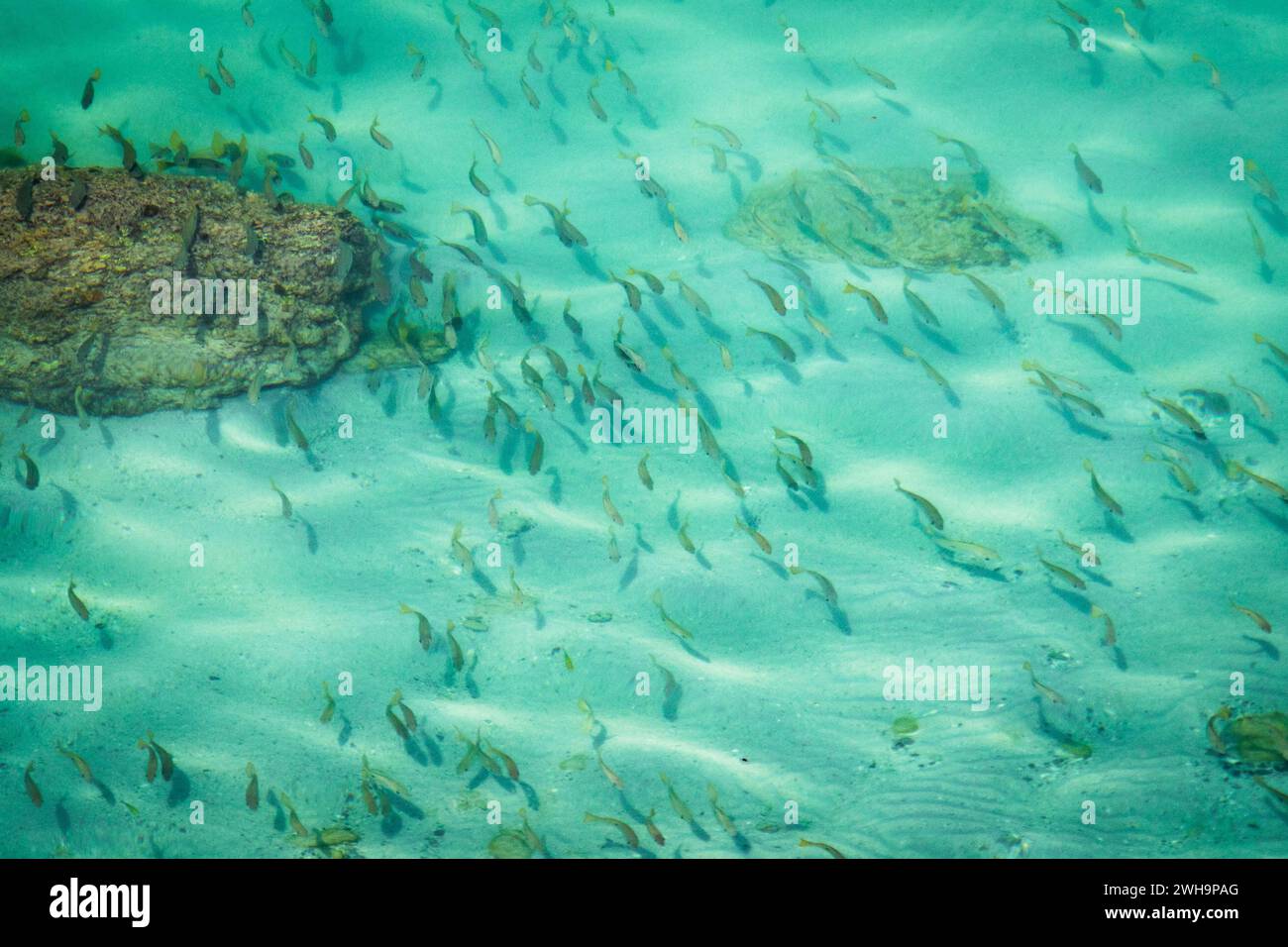 Marine life in the red sea saudi arabia hi-res stock photography and ...
