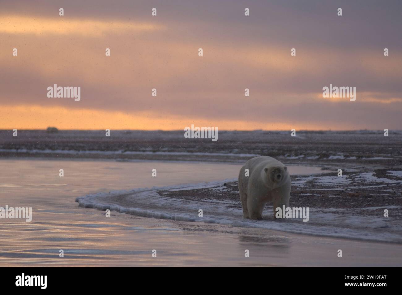 polar bear grizzly bear hybrid , Ursus maritimus, the shape of this ...