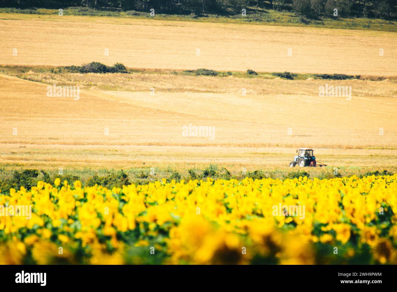 Static view sunflower field and blue tractor ride across field in ...