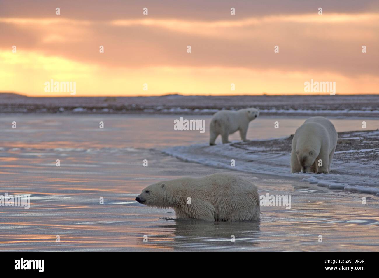 polar bears middle one a grizzly bear hybrid Ursus maritimus the shape ...