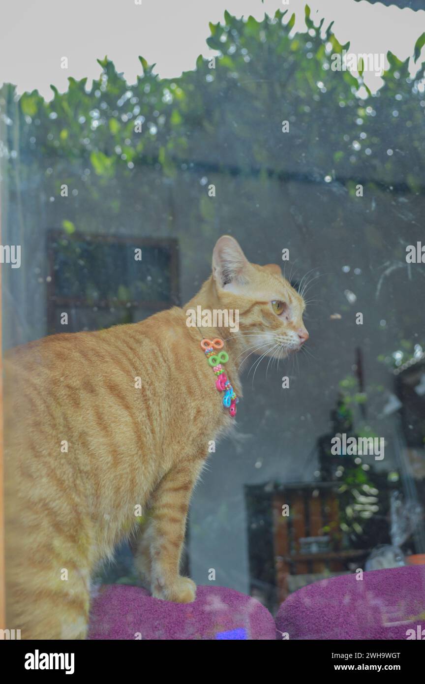 Cats are one of the most popular pets throughout the world. As someone ...