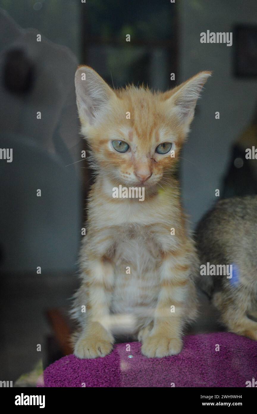 Cats are one of the most popular pets throughout the world. As someone ...