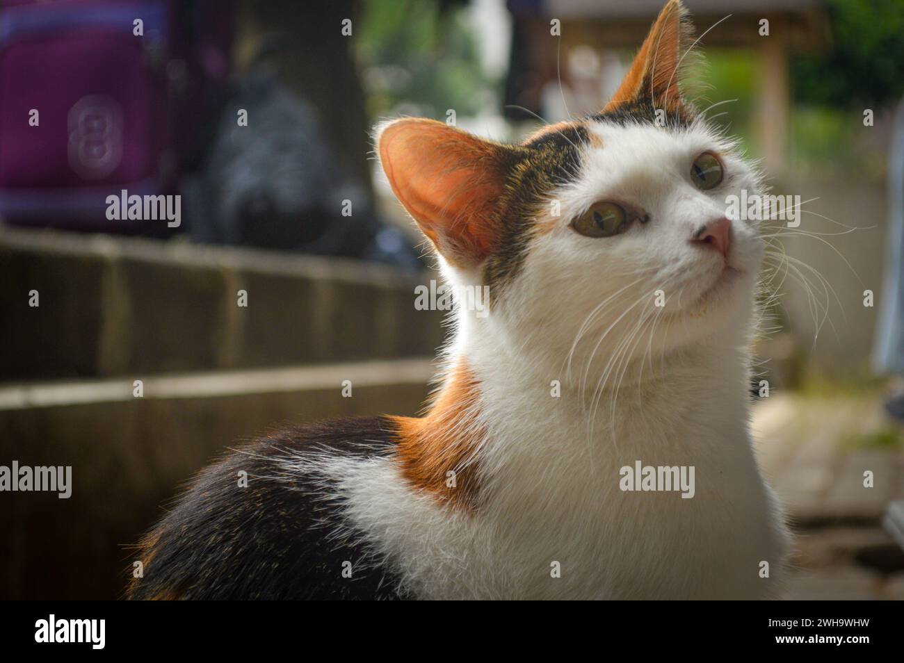 Cats are one of the most popular pets throughout the world. As someone ...