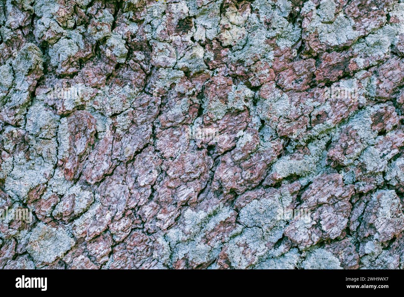 Tree trunk detail hi-res stock photography and images - Alamy