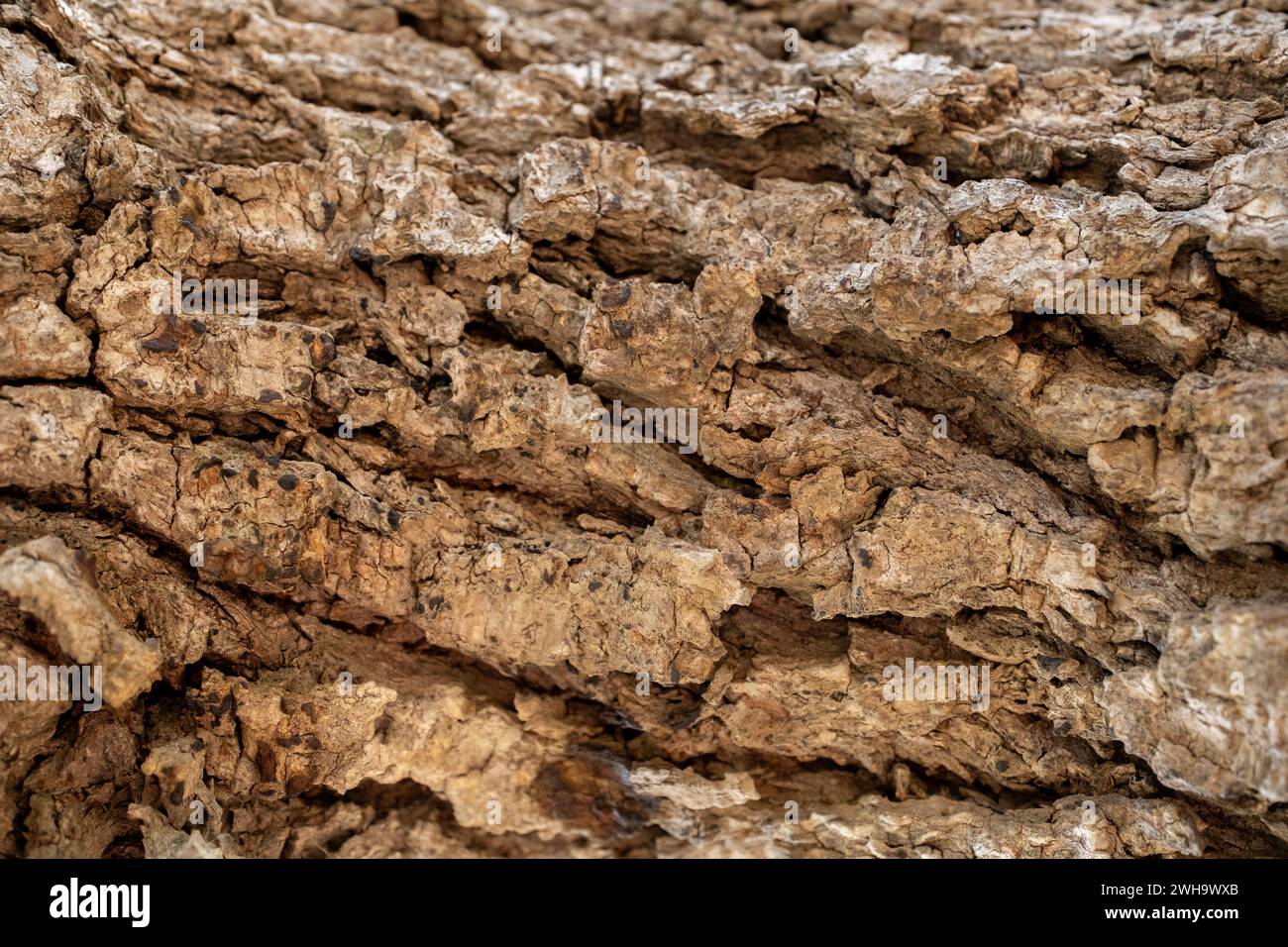 Big tree in open field hi-res stock photography and images - Alamy