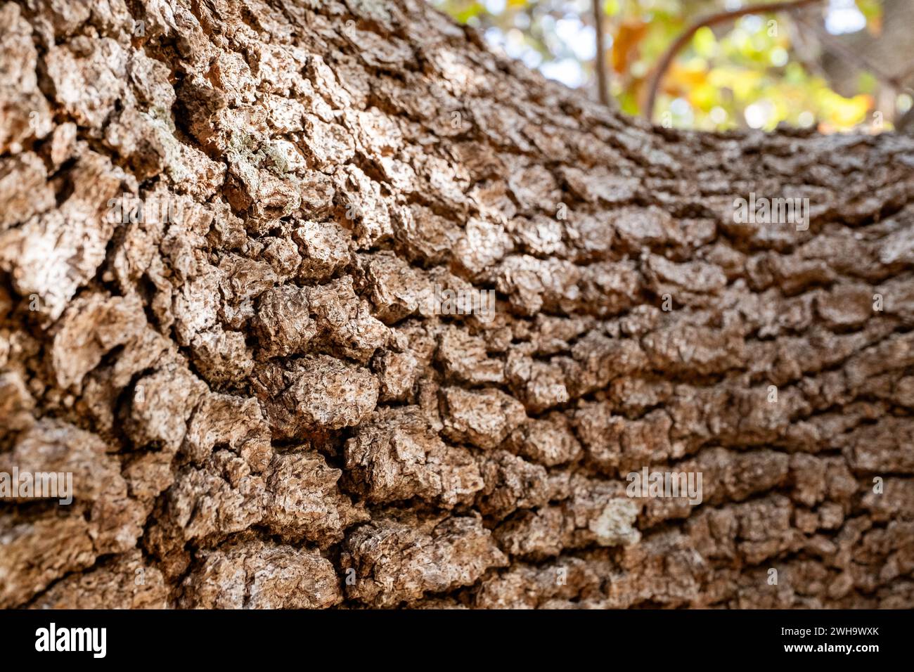 Big tree in open field hi-res stock photography and images - Alamy