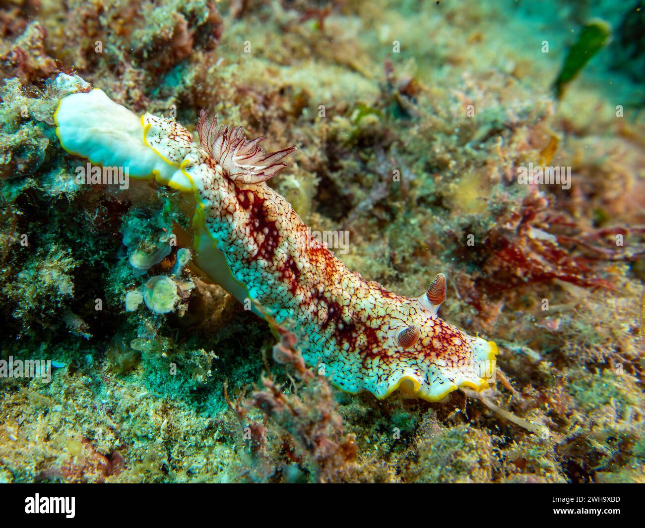 A beautiful nudibranch in the genus Goniobranchus while diving in ...
