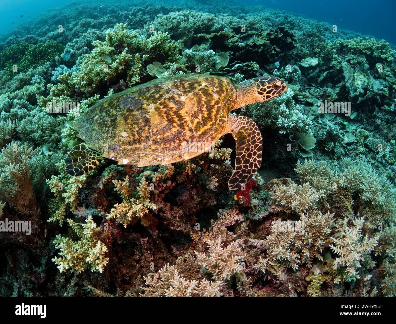Hawksbill turtle, Eretmochelys imbricata, with healthy coral on Moso ...