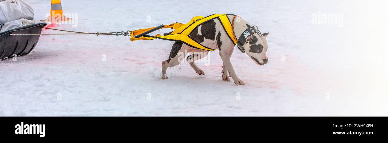 The dog in the winter competitions Weight pulling Stock Photo - Alamy