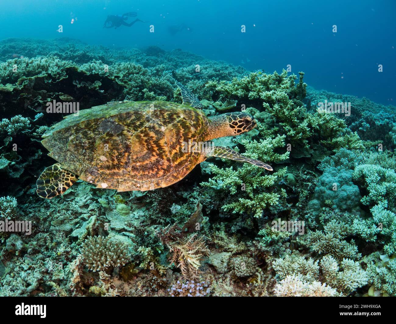 Hawksbill turtle, Eretmochelys imbricata, with healthy coral on Moso ...