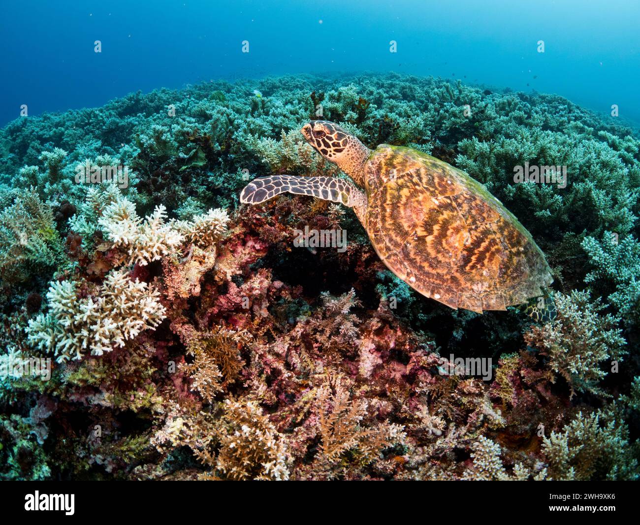 Hawksbill turtle, Eretmochelys imbricata, with healthy coral on Moso ...