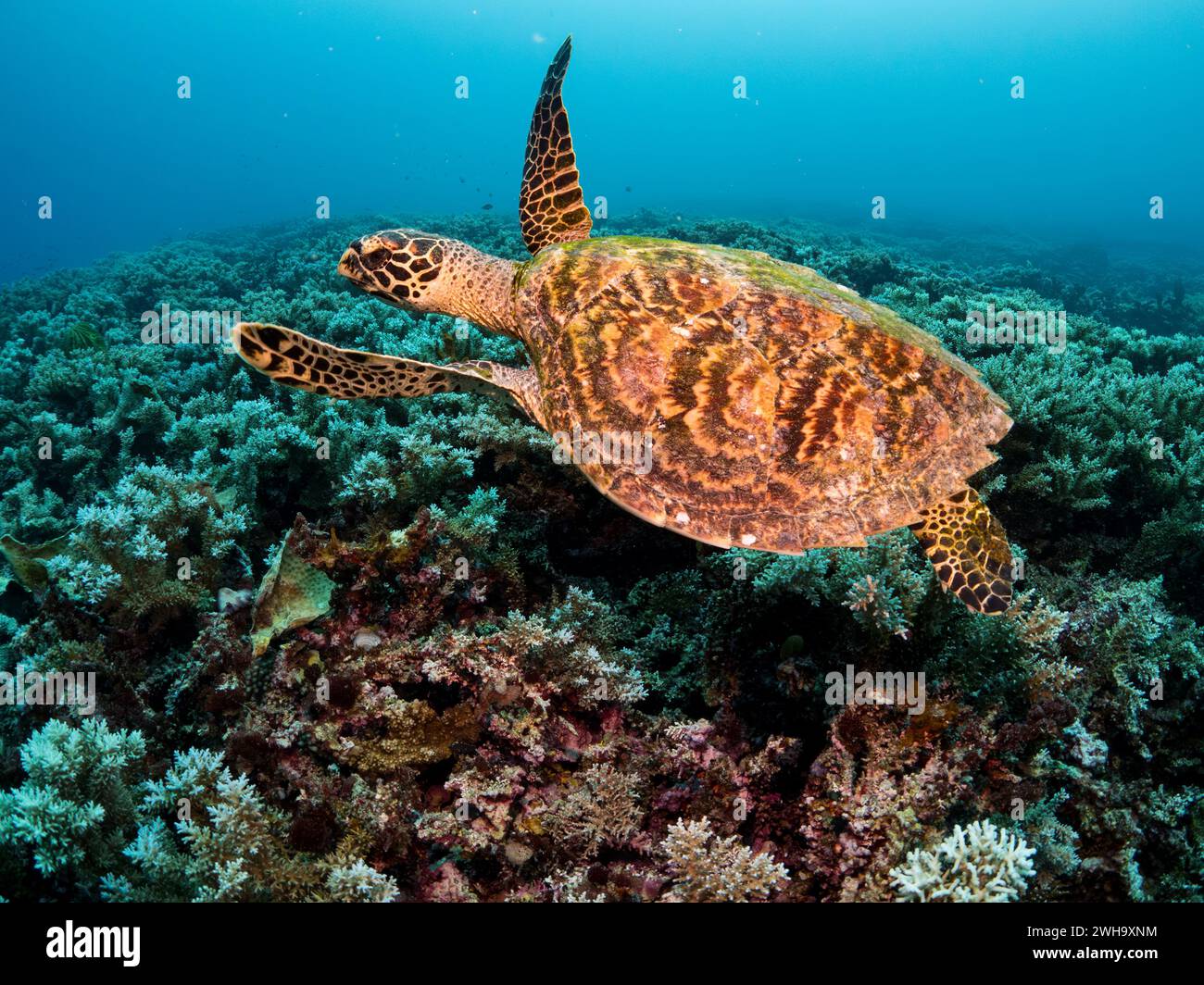 Hawksbill turtle, Eretmochelys imbricata, with healthy coral on Moso ...