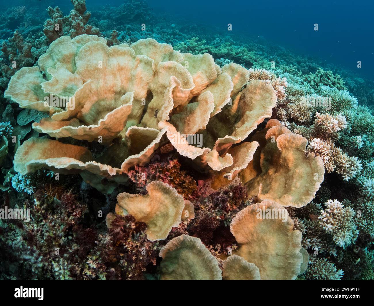Healthy coral off Moso Island, Vanuatu Stock Photo - Alamy