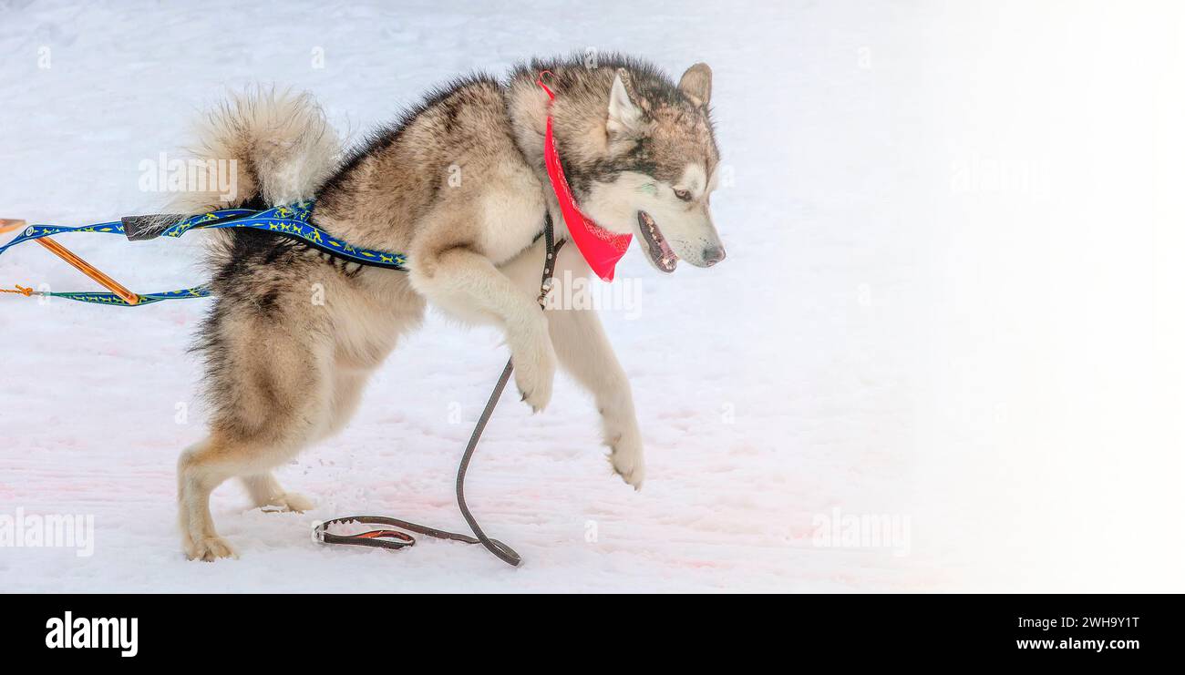 The dog in the winter competitions Weight pulling Stock Photo - Alamy