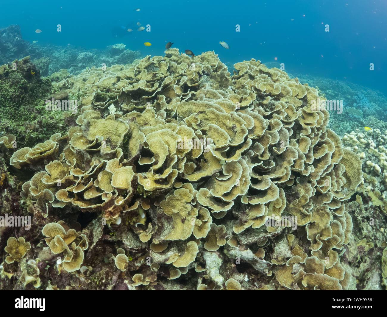Moso island hi-res stock photography and images - Alamy