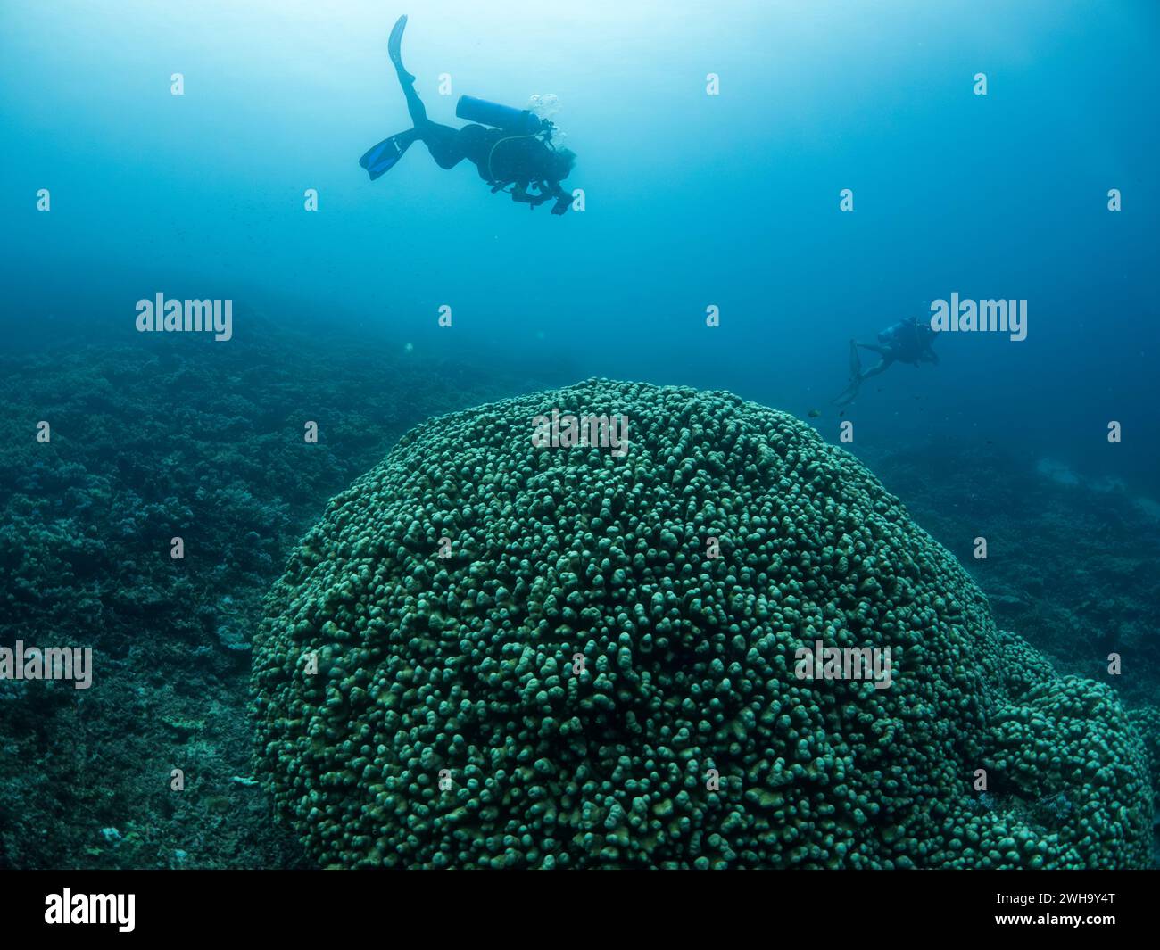 Moso island hi-res stock photography and images - Alamy