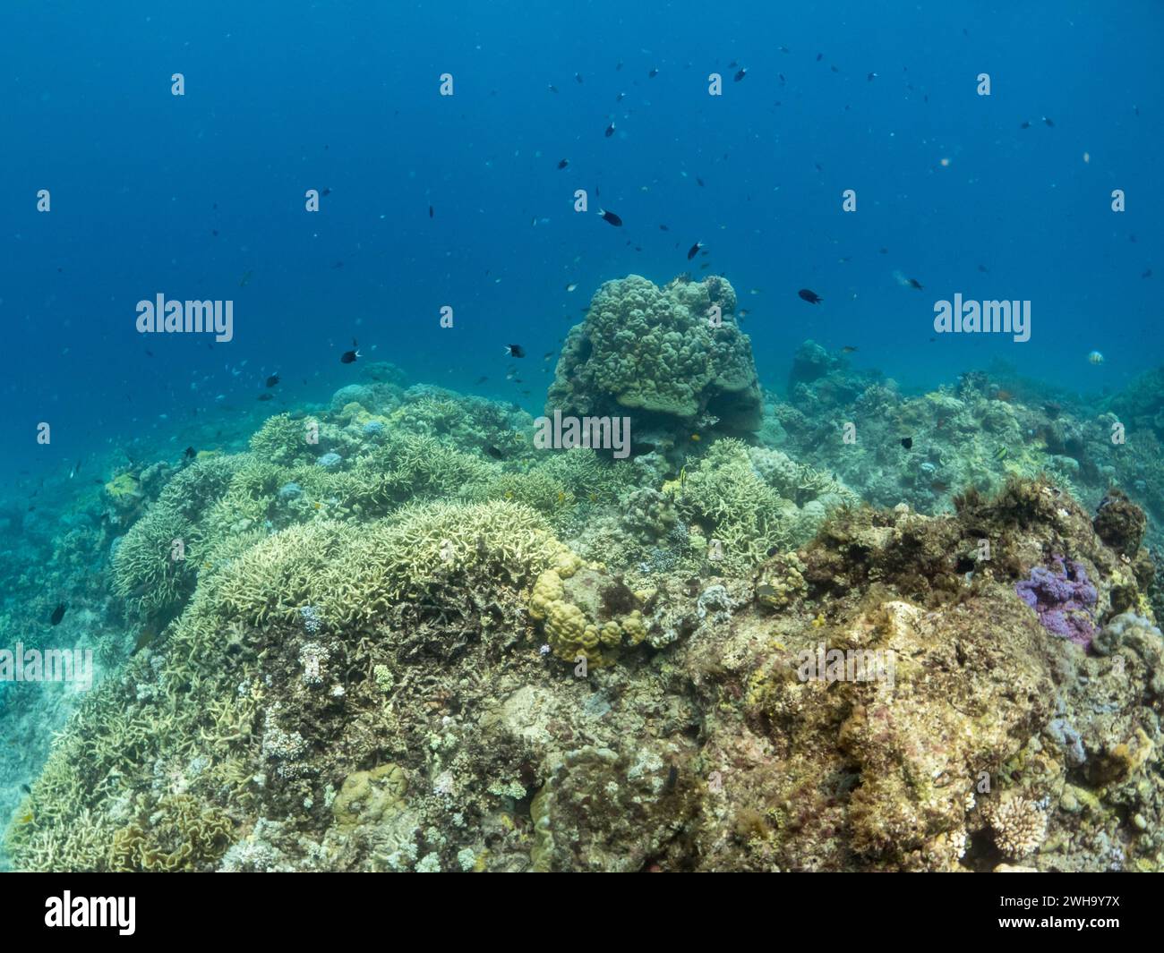 Moso island hi-res stock photography and images - Alamy