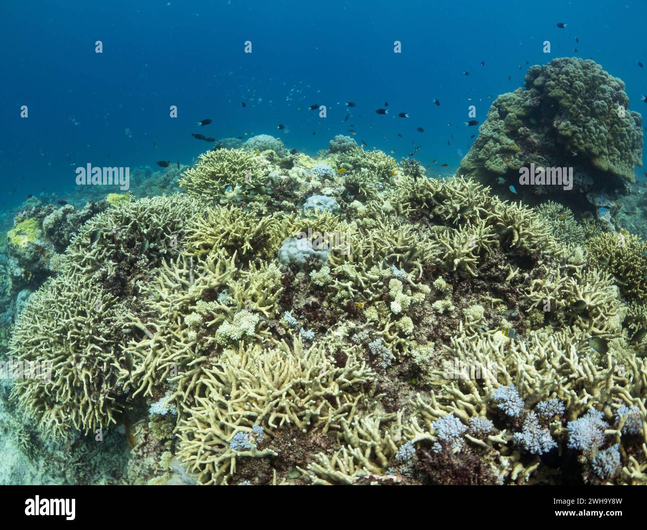 Healthy coral off Moso Island, Vanuatu Stock Photo - Alamy