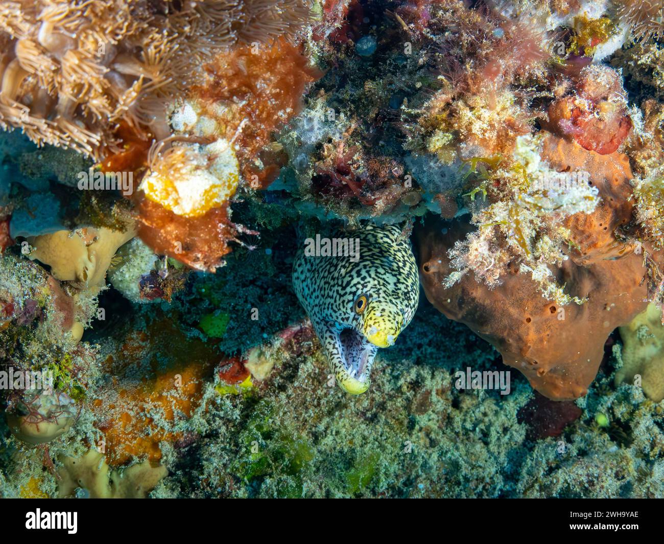A beautiful moray eel while diving in Norfolk Island, Australia Stock ...