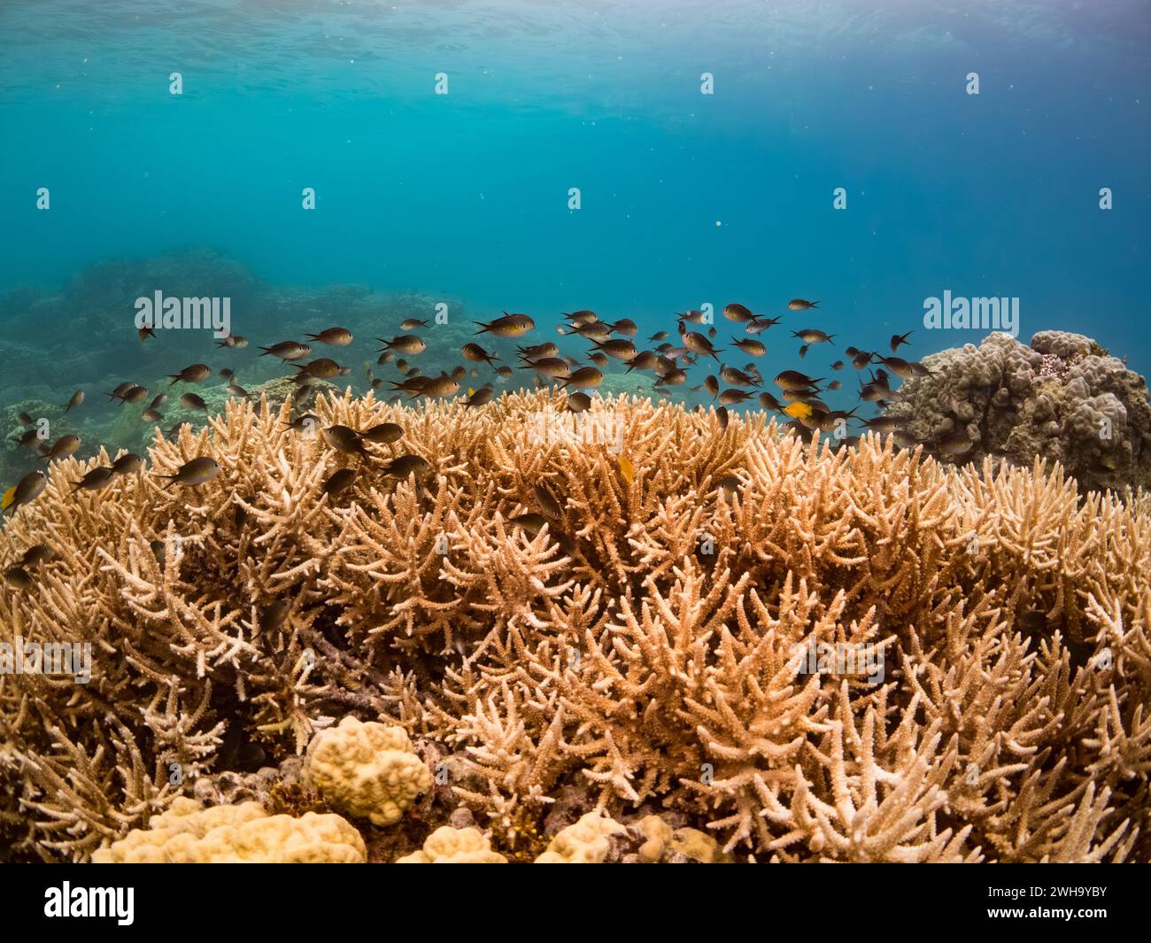 Healthy coral off Moso Island, Vanuatu Stock Photo - Alamy
