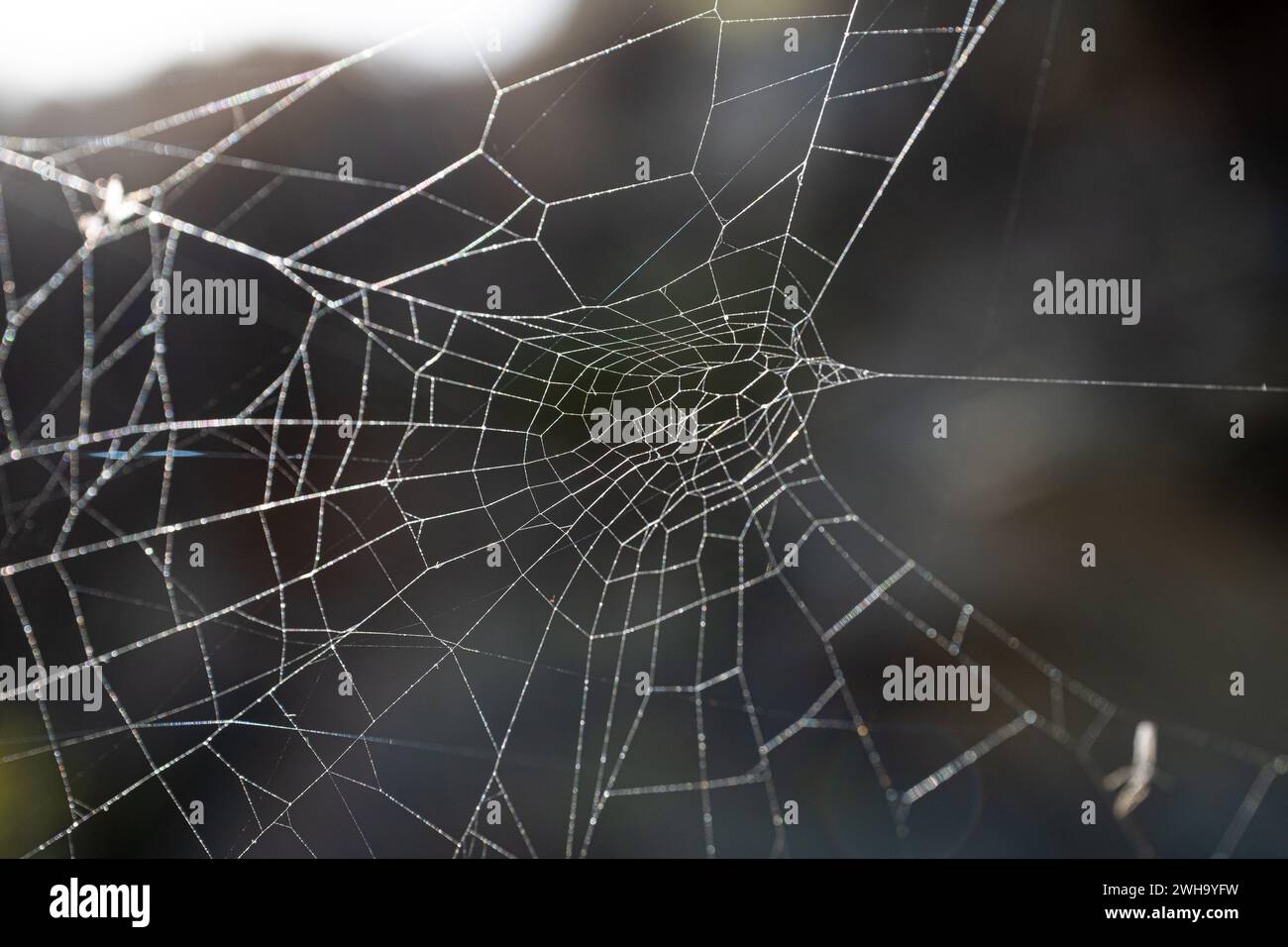 The close-up detailed spider web Stock Photo - Alamy