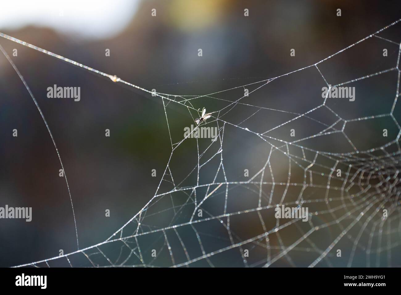 The close-up detailed spider web Stock Photo - Alamy