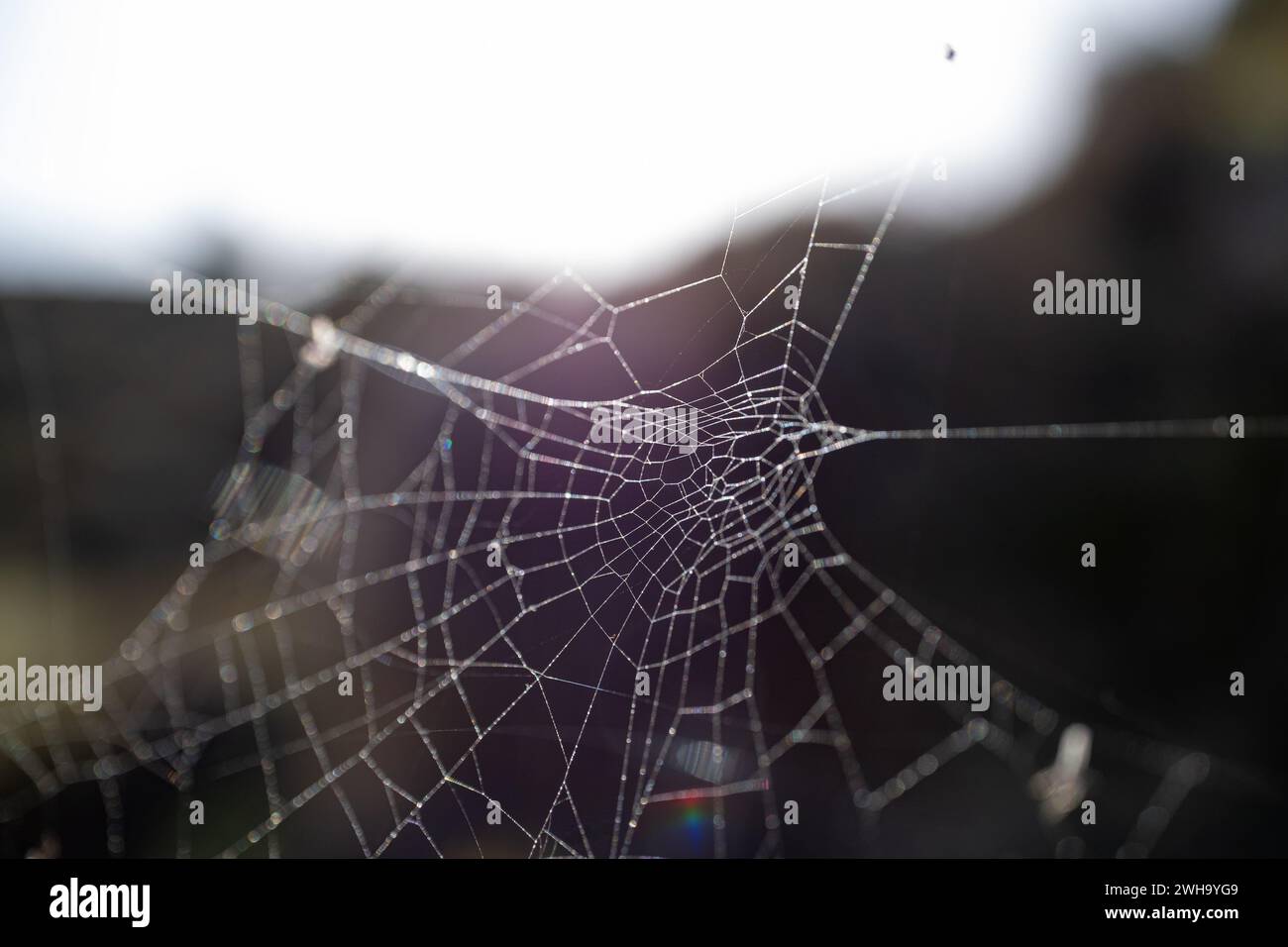 The close-up detailed spider web Stock Photo - Alamy