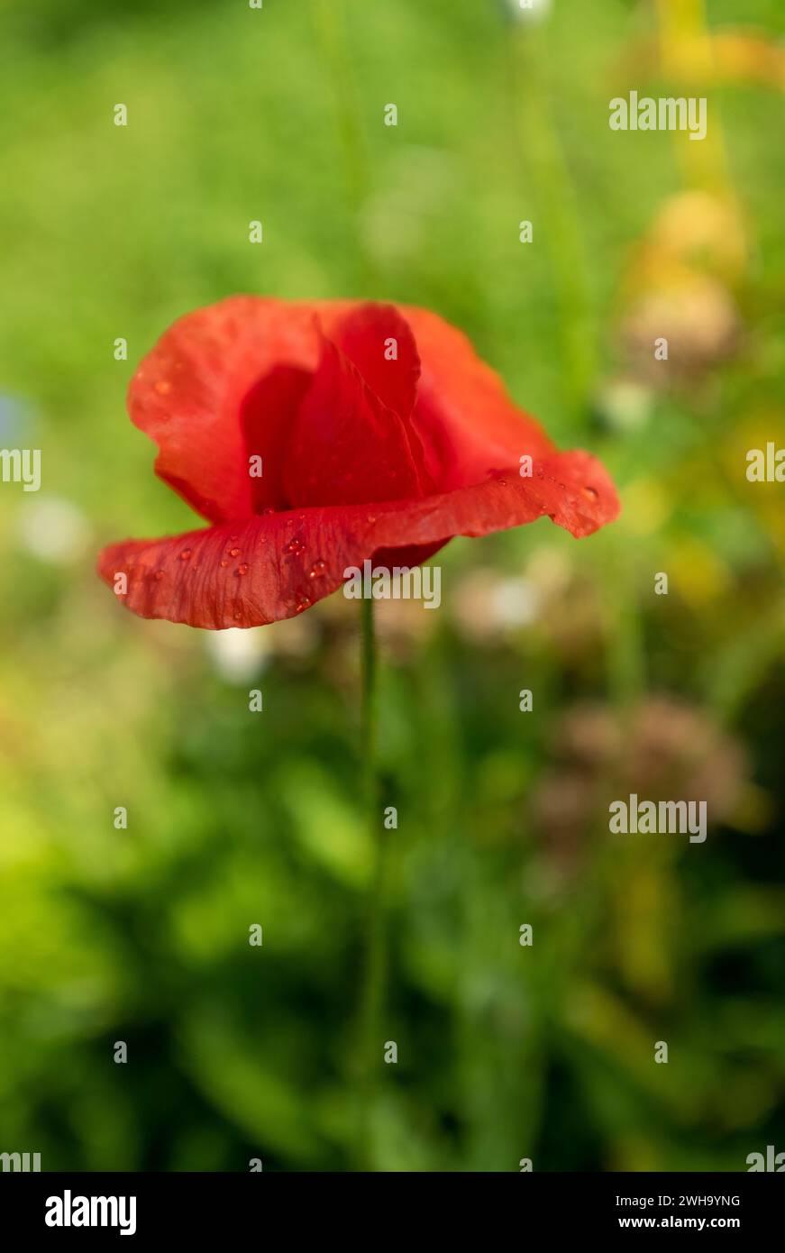 single red poppy flower with green background Stock Photo - Alamy