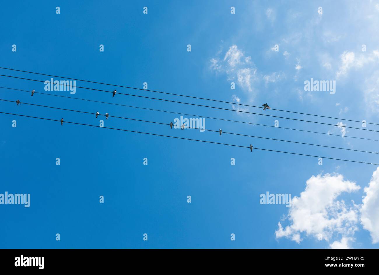 Bird parallel hi-res stock photography and images - Alamy