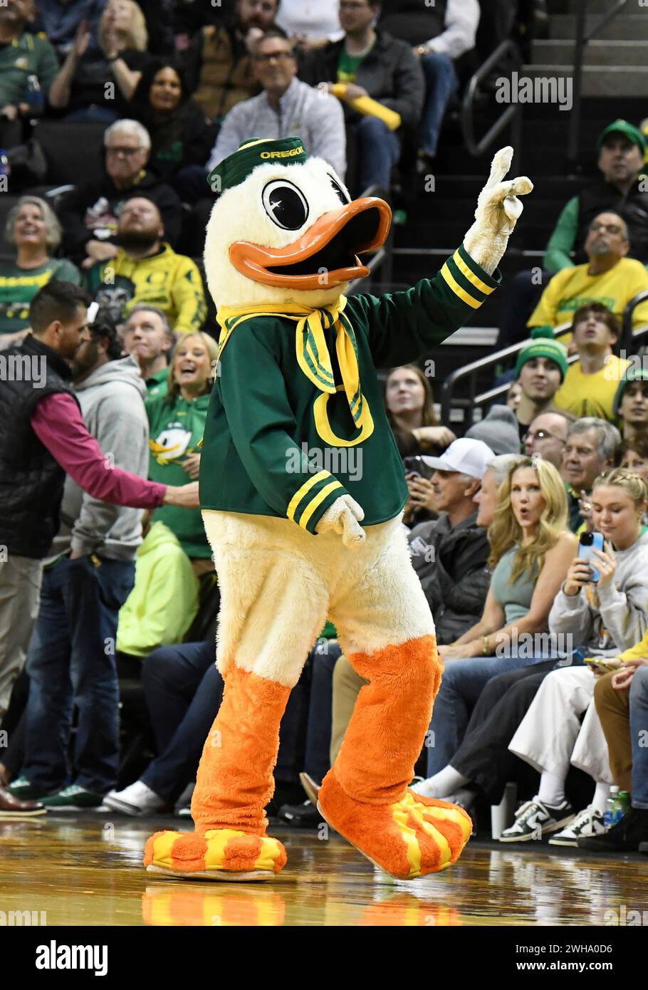 EUGENE, OR - FEBRUARY 08: The Oregon Ducks mascot, Puddles, performs ...