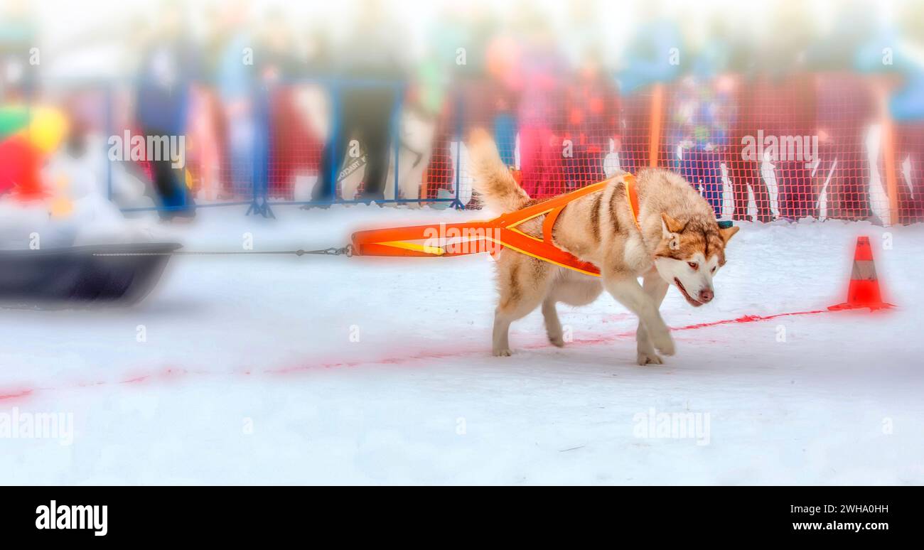 The dog in the winter competitions Weight pulling Stock Photo - Alamy