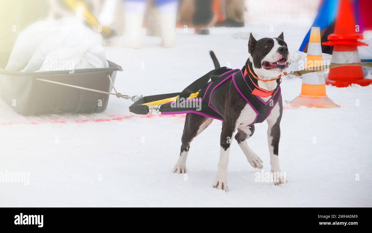 The dog in the winter competitions Weight pulling Stock Photo - Alamy