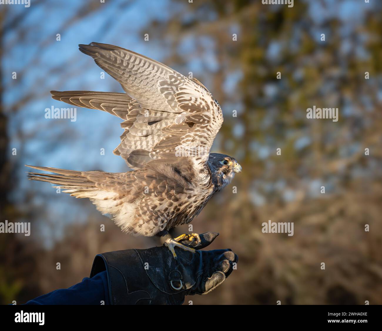 Majestic raptor in mid flight hi-res stock photography and images - Alamy