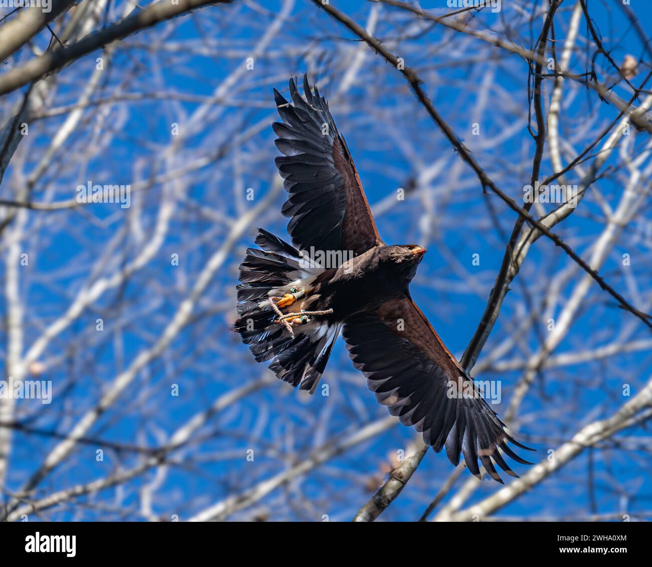 A closeup of a hawk in mid-flight Stock Photo - Alamy