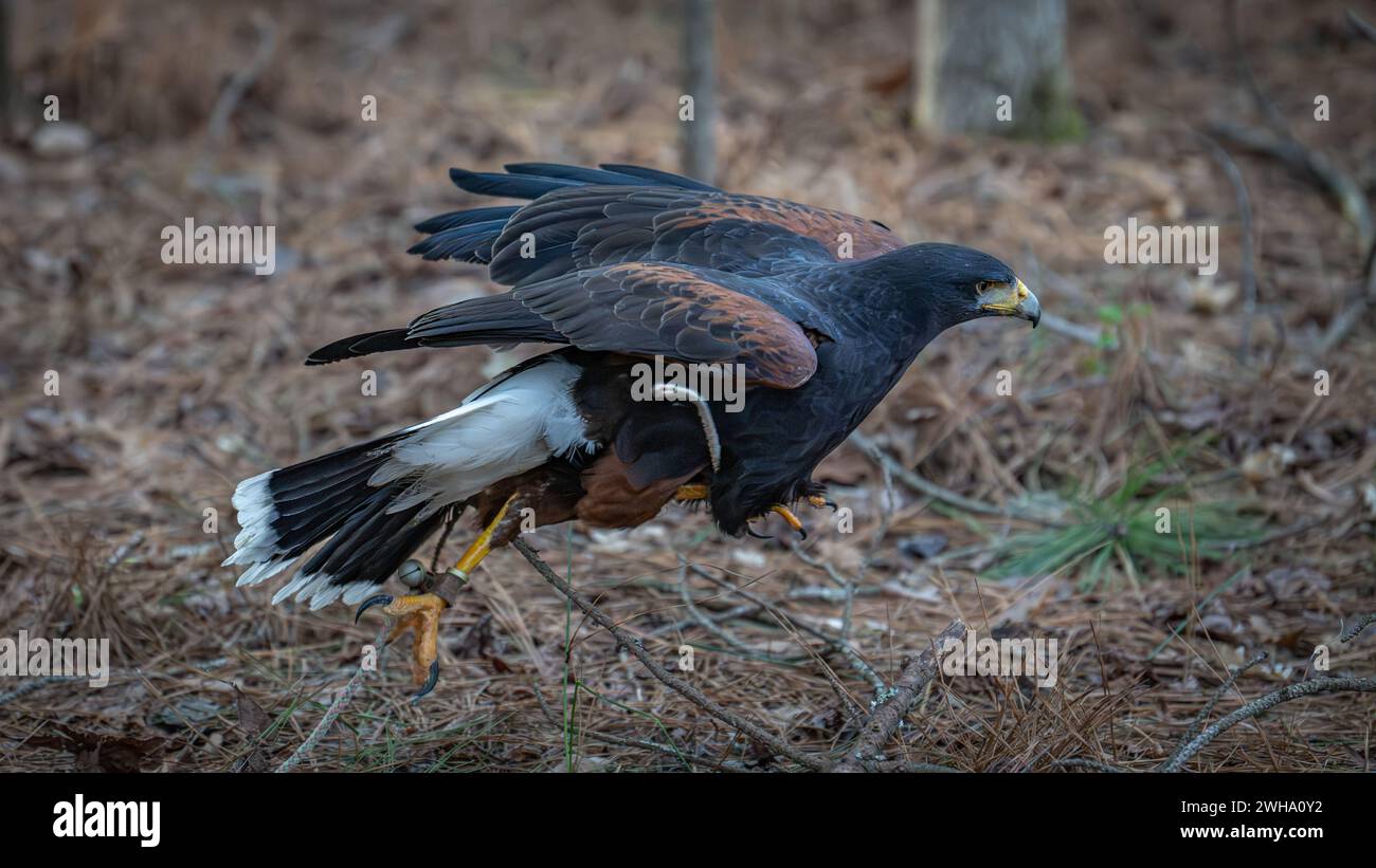 Hawk in mid flight hi-res stock photography and images - Alamy