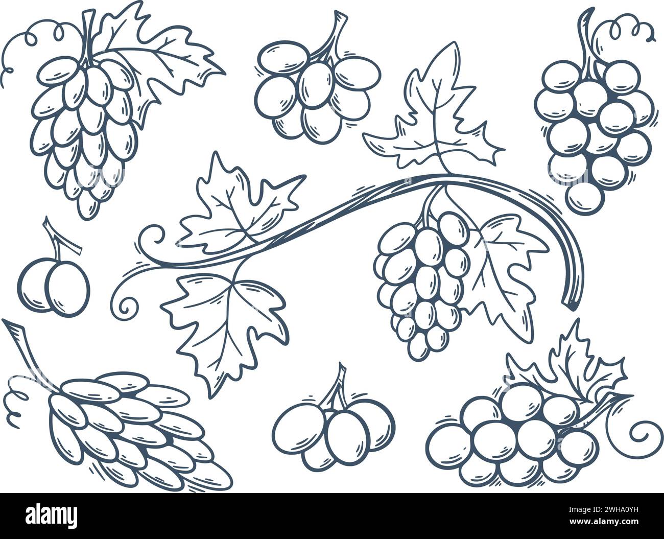 Berries grapes different varieties hand engraving. Ink doodle sketch ...