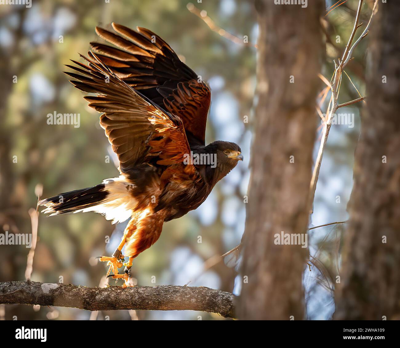 Majestic raptor in mid flight hi-res stock photography and images - Alamy