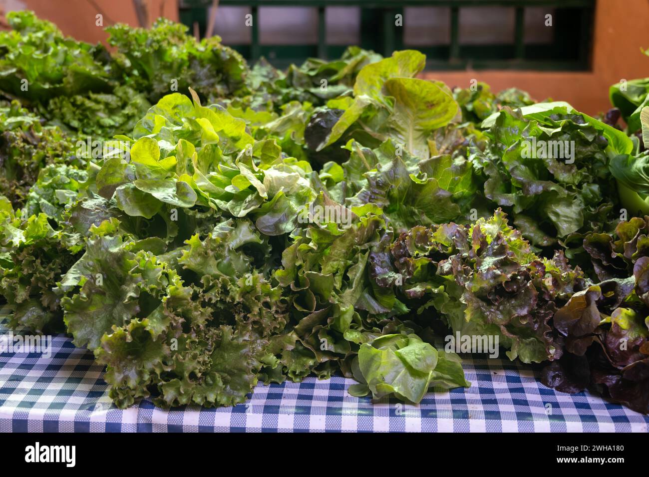 Variety of green leaf lettuce salads for sale on Spanish farmers market ...