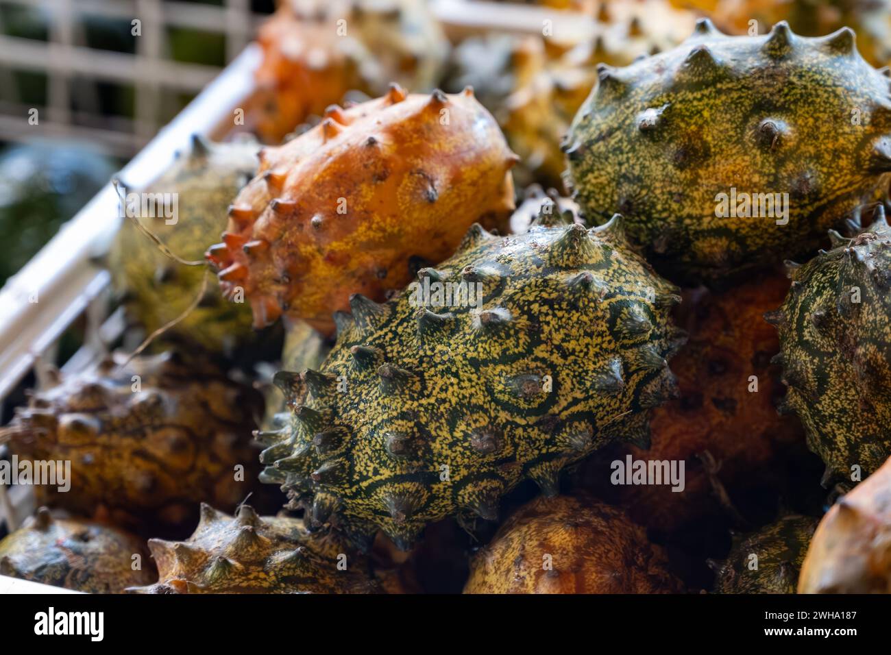 Kiwano tropical fruits, African horned cucumber, horned melon, spiked ...