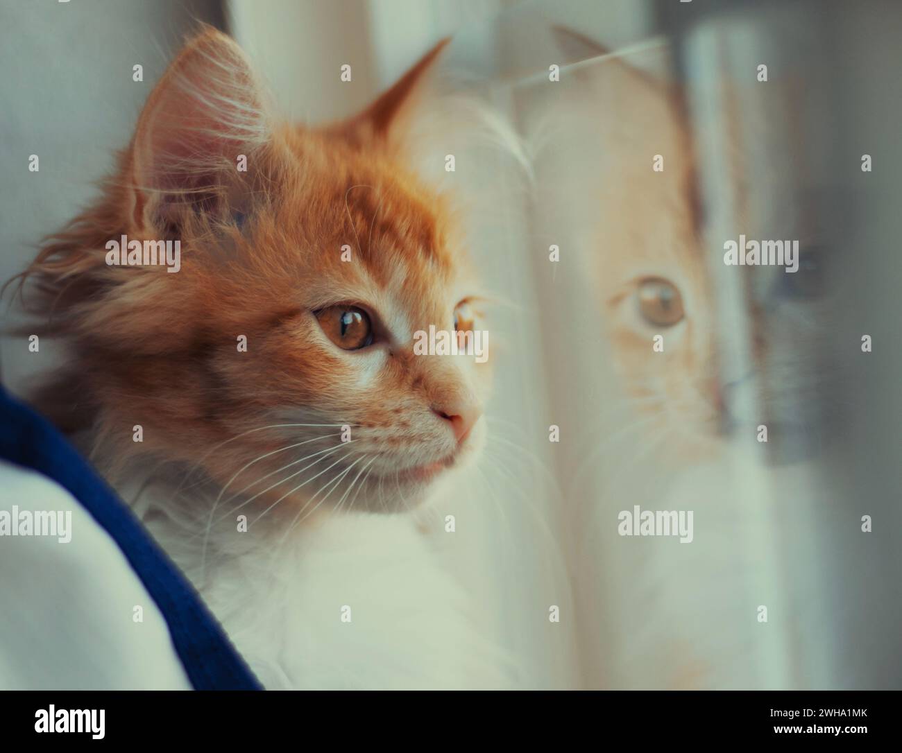 A fluffy orange cat looking through a window Stock Photo - Alamy